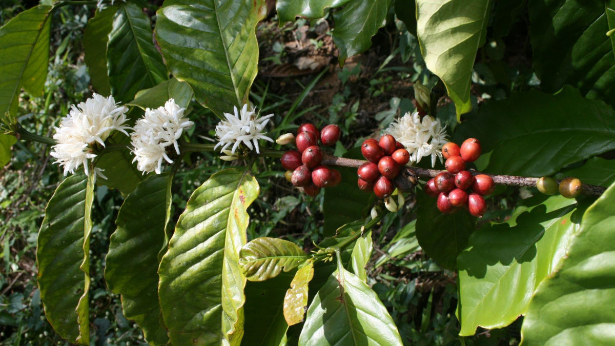 REWE Ingo Istas: caffè Casolo – Kaffee aus Erftstadts Bio-Rösterei